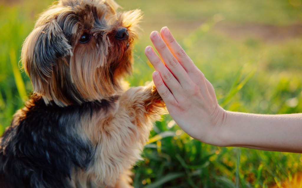 How to dog-proof your home: A guide for first timers - MyBayut