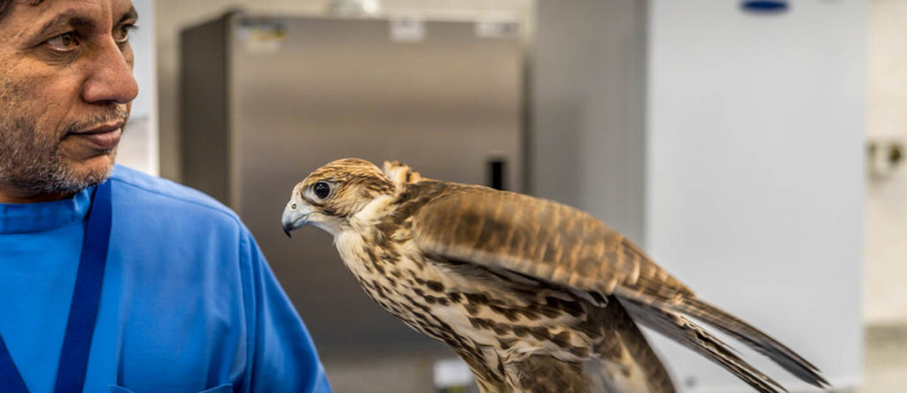 All about Falcon Hospital Abu Dhabi: Services, Tours & More - MyBayut