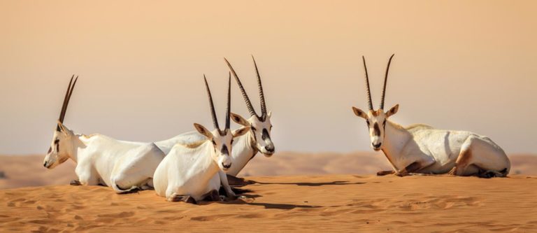 Wildlife in the UAE: Native Birds, Reptiles, Mammals & More - MyBayut