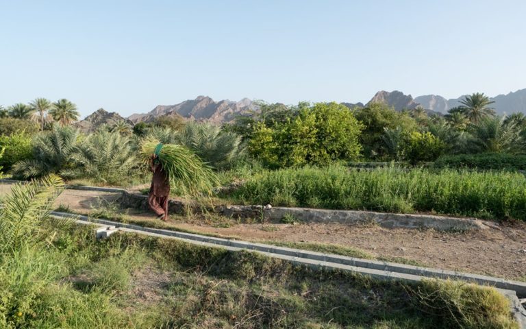 A Guide to Agriculture in the UAE: History, Crops & More - MyBayut