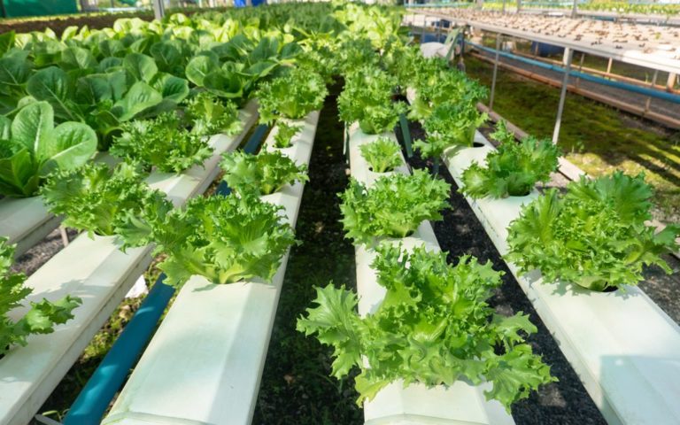 A Guide to Agriculture in the UAE: History, Crops & More - MyBayut