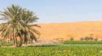 A Guide to Agriculture in the UAE: History, Crops & More - MyBayut