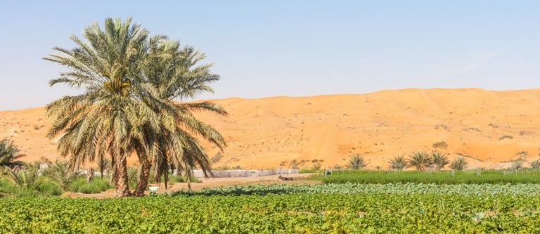 A Guide to Agriculture in the UAE: History, Crops & More - MyBayut