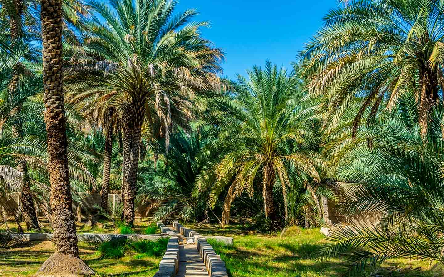 Al Ain Oasis in Abu Dhabi: Ticket Price, Timings & more - MyBayut
