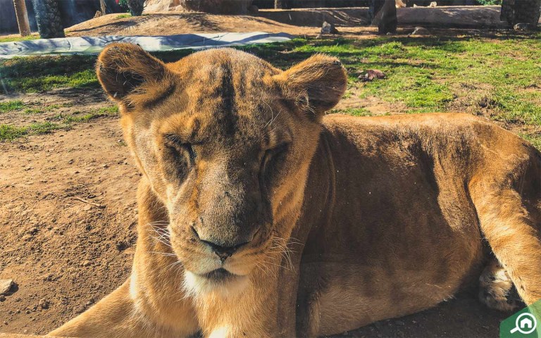 Famous Zoos, Reserves & Animal Attractions in Abu Dhabi - MyBayut