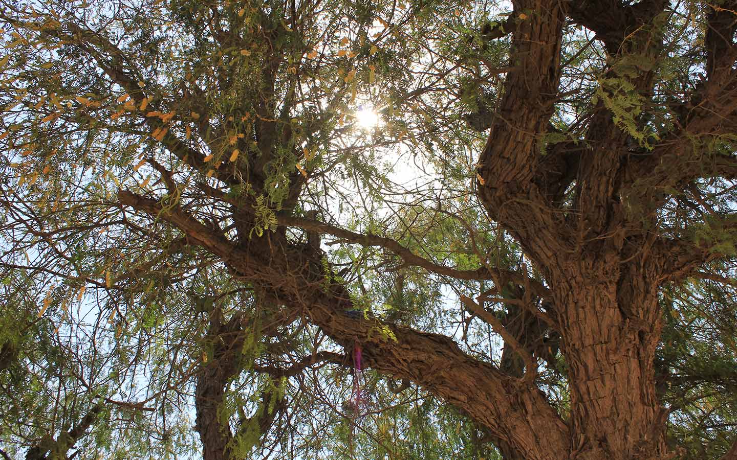 All About Al Hayer Forest in Dubai: Location, Activities & More - MyBayut