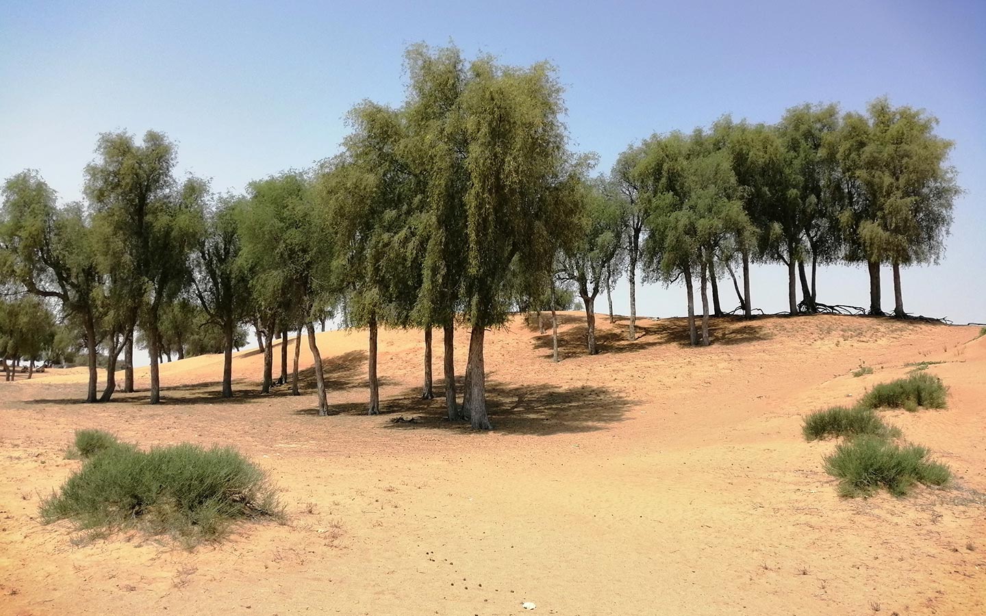 All About Al Hayer Forest in Dubai: Location, Activities & More - MyBayut