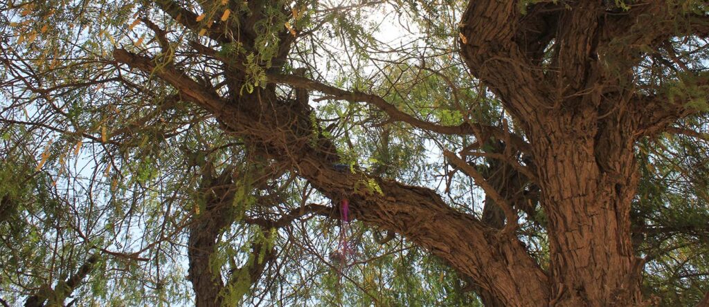 All About Al Hayer Forest in Dubai: Location, Activities & More - MyBayut