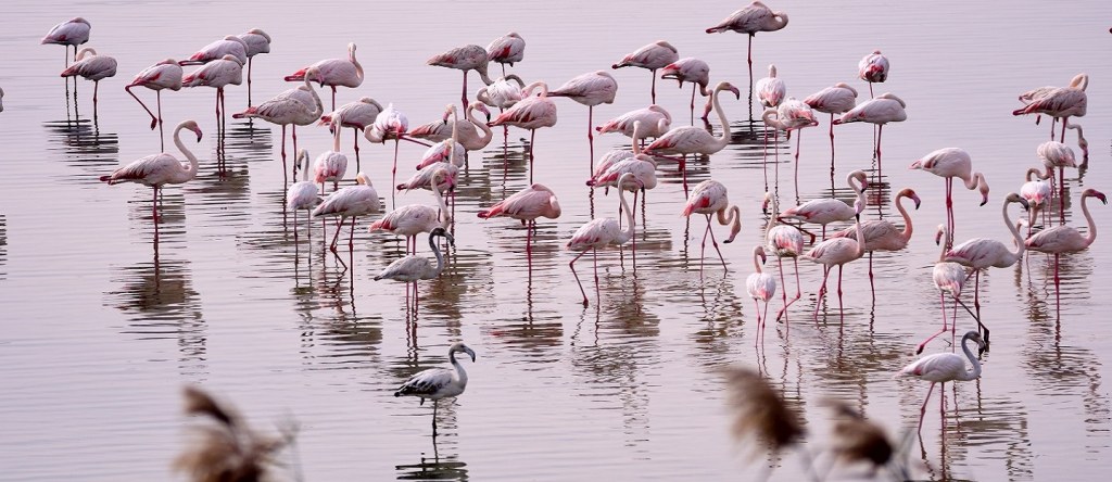 All you need to know about Al Wathba Wetland Reserve Abu Dhabi - MyBayut