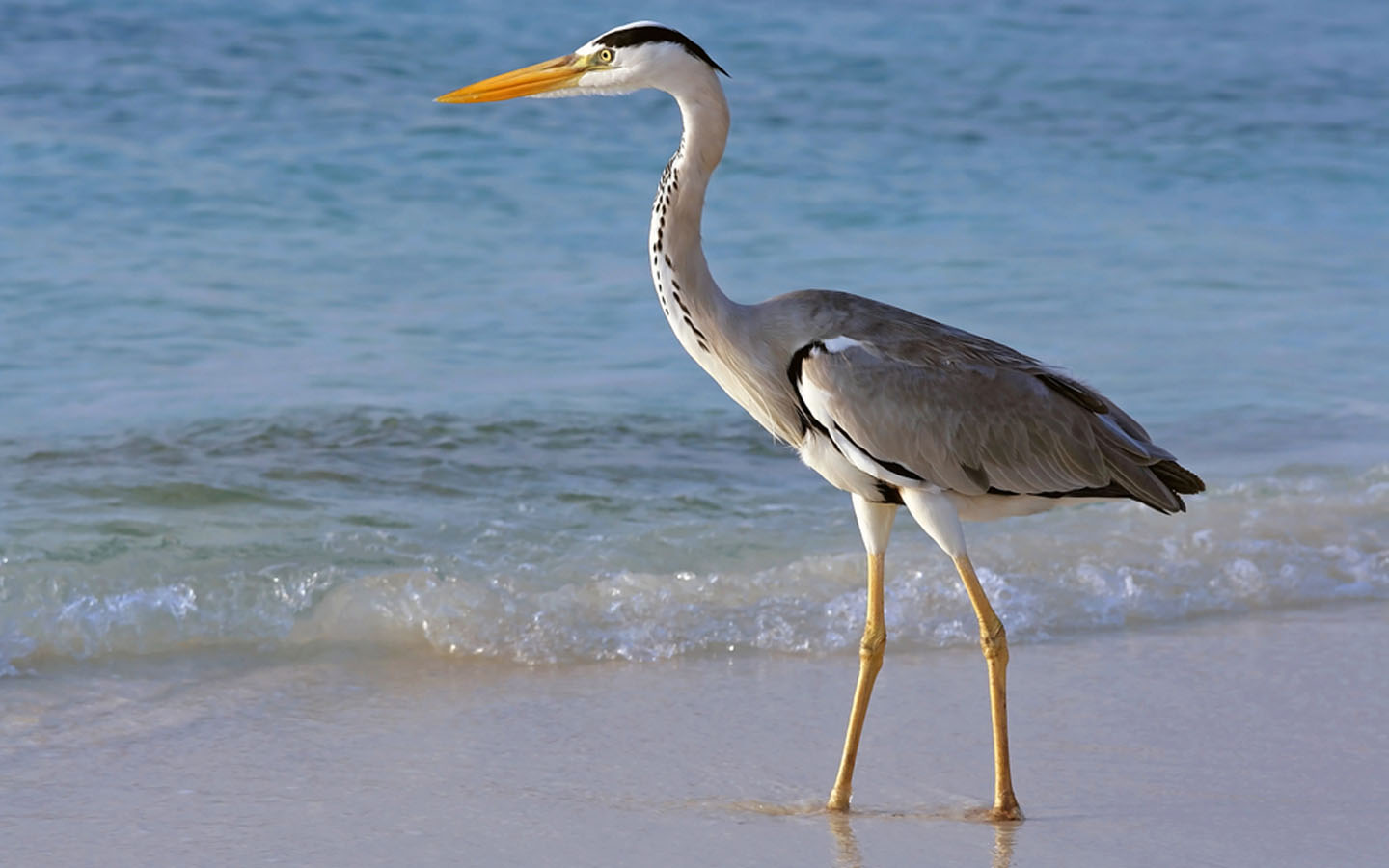 Al Zorah Nature Reserve, Ajman: Location, Activities & More - MyBayut