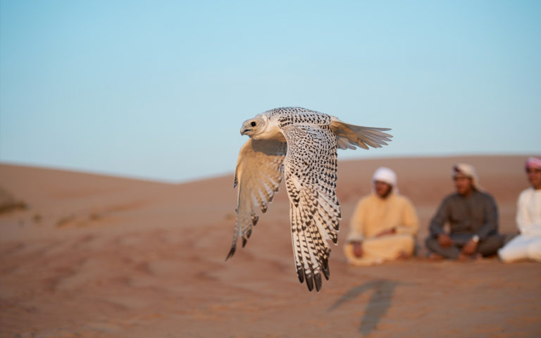 A Guide to Falconry in the UAE: History, Relevance & More - MyBayut
