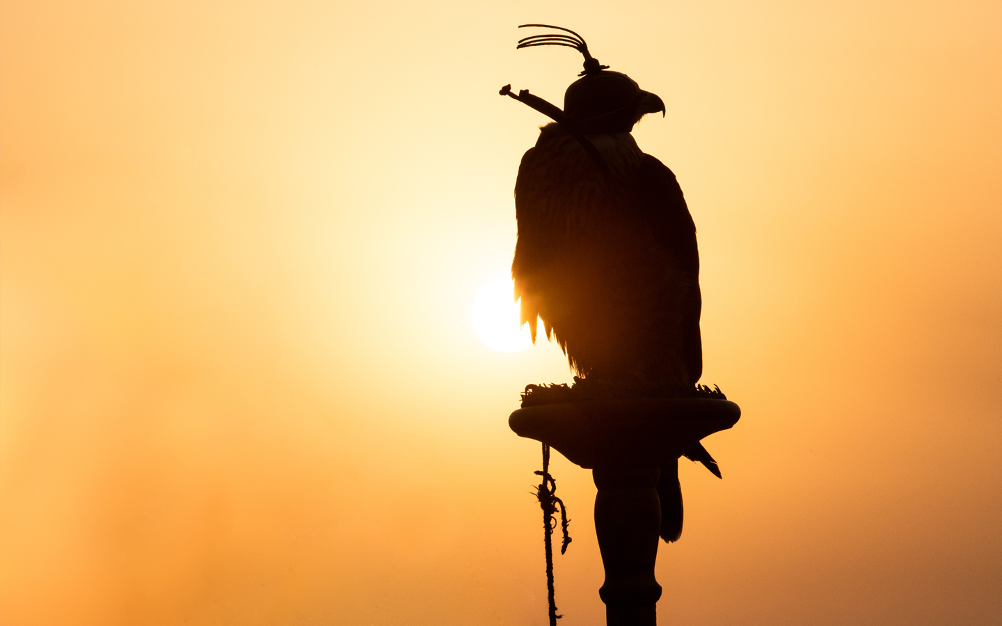 A Guide to Falconry in the UAE: History, Relevance & More - MyBayut