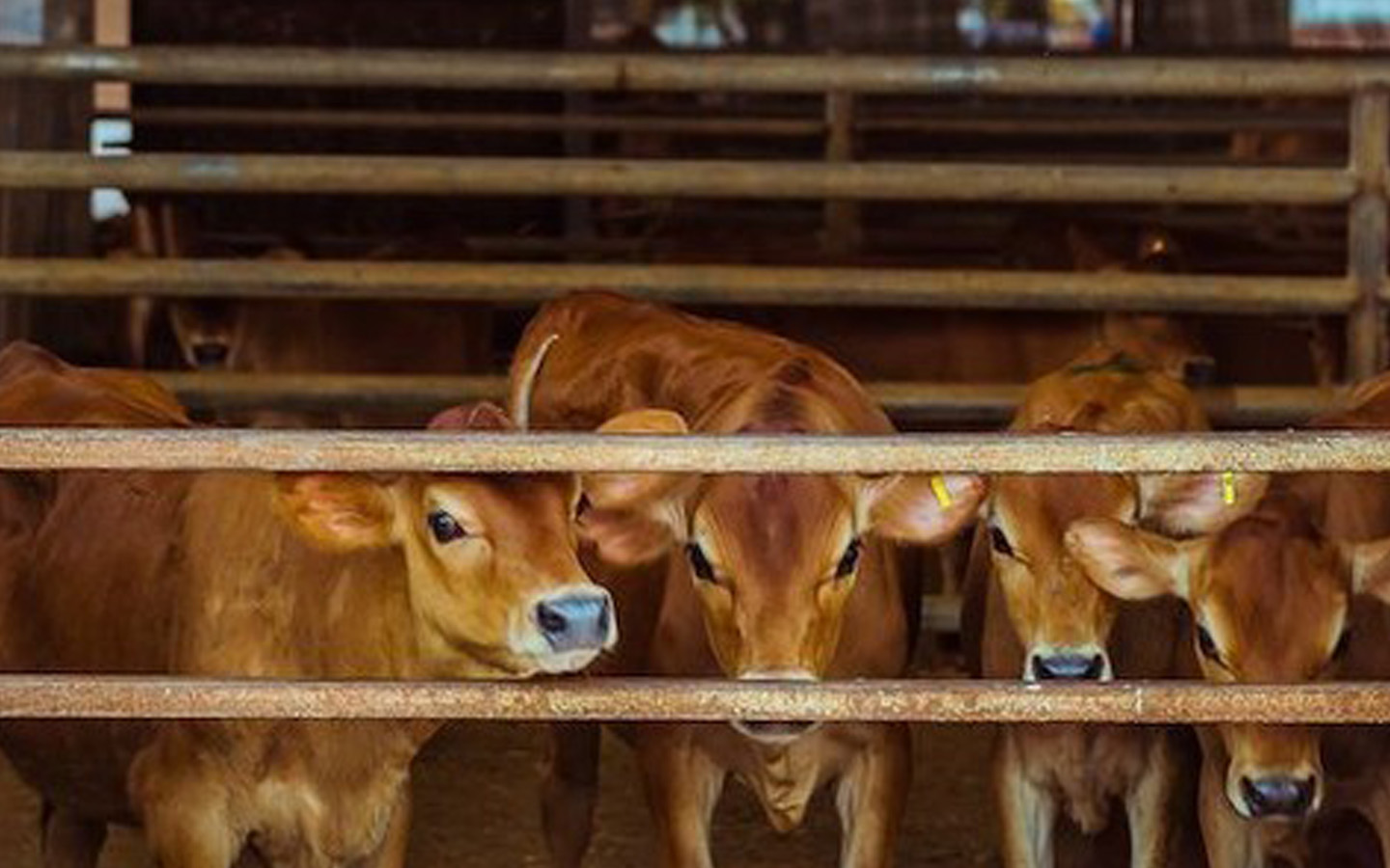 Rumailah Farm in Fujairah: Tour, Products & More - MyBayut