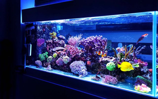 Top pet shops in Abu Dhabi: PetShop, Pet Shack & More - MyBayut