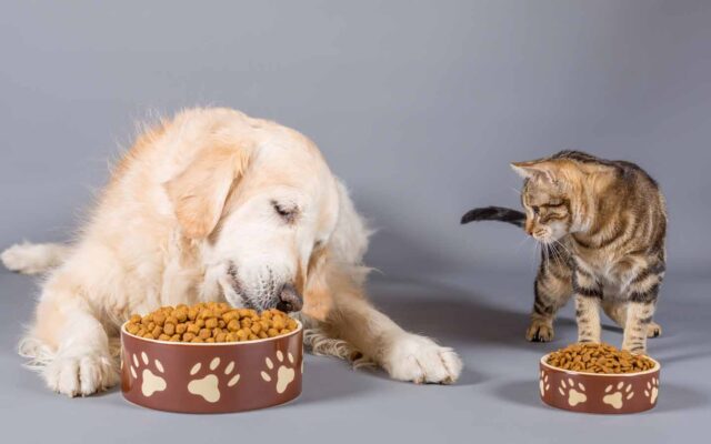 Expert Advice on Choosing the Right Pet Food - MyBayut