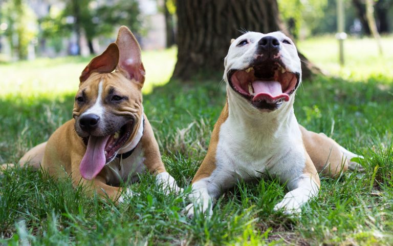 BarkPark Dubai: Location, Timings, Facilities & More - MyBayut