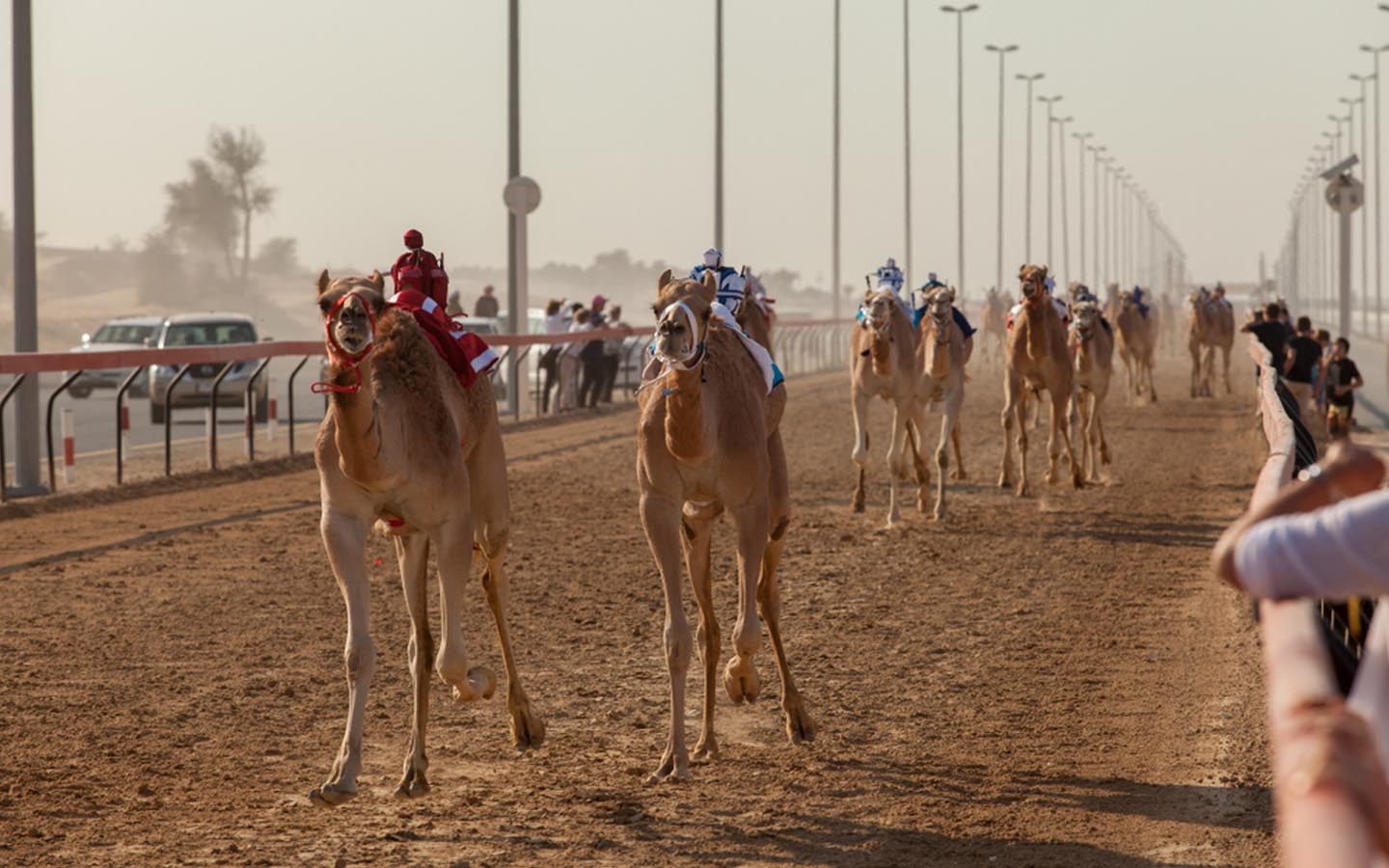 Bedouin Life in the UAE: Tribes, History, Traditions & More - MyBayut