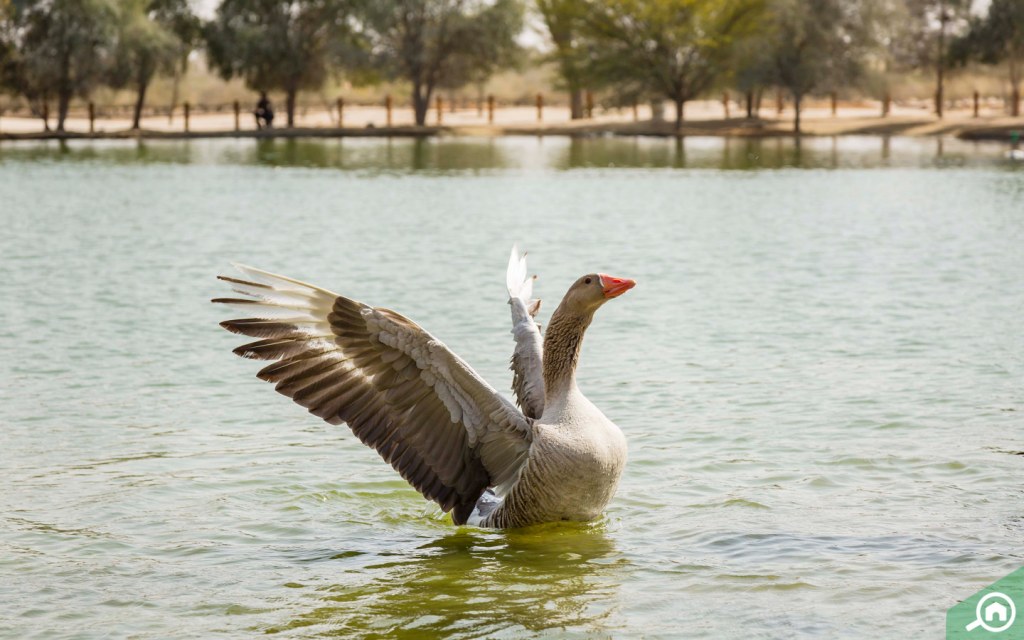 Al Qudra Lake Guide: Love Lake, Camping, Location & More - MyBayut