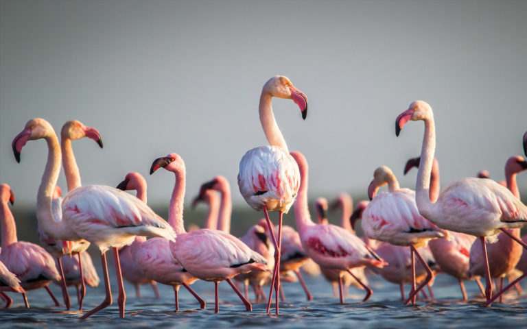 Wildlife in the UAE: Native Birds, Reptiles, Mammals & More - MyBayut