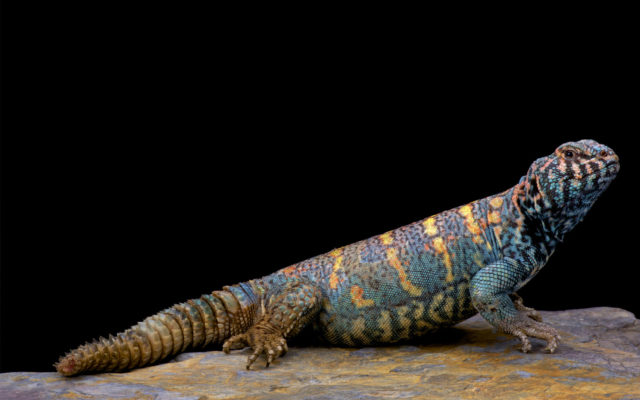 Wildlife in the UAE: Native Birds, Reptiles, Mammals & More - MyBayut