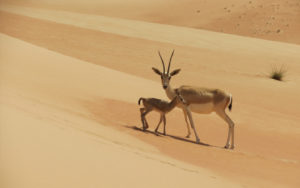 Wildlife in the UAE: Native Birds, Reptiles, Mammals & More - MyBayut
