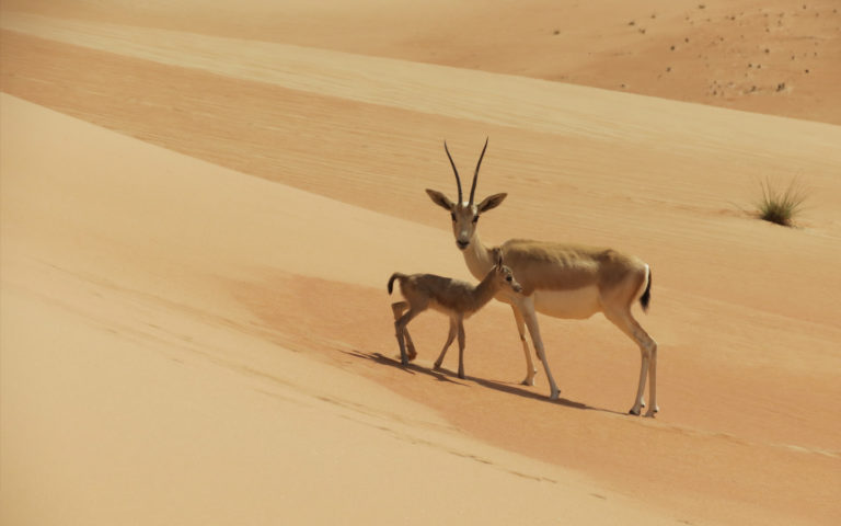 Wildlife in the UAE: Native Birds, Reptiles, Mammals & More - MyBayut