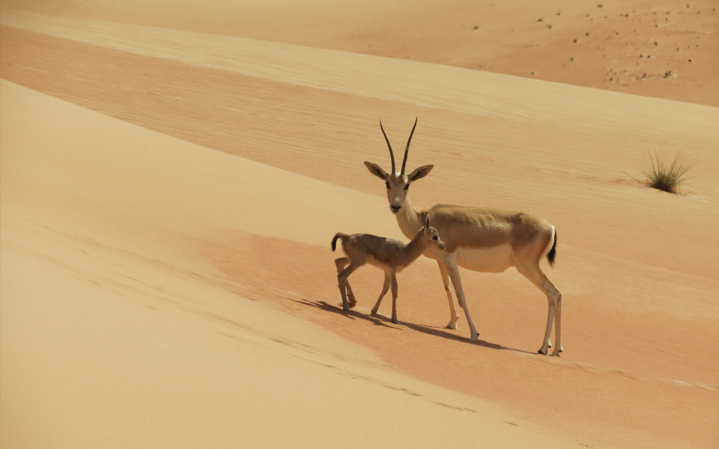 Wildlife in the UAE: Native Birds, Reptiles, Mammals & More - MyBayut