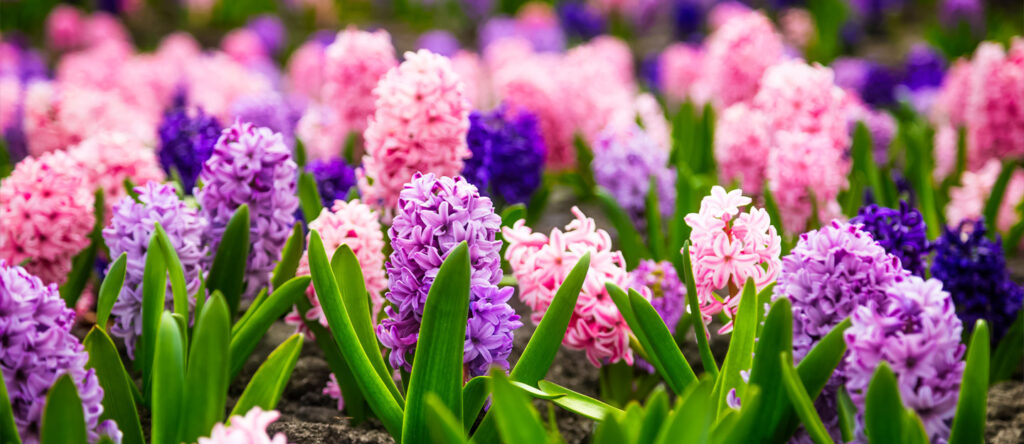 The UAE Flower Farm in Fujairah: Location, Prices & More - MyBayut