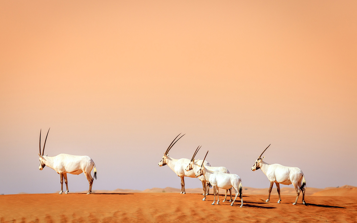 Ecotourism in Dubai: Hatta Dam, Ras al Khor & more - MyBayut