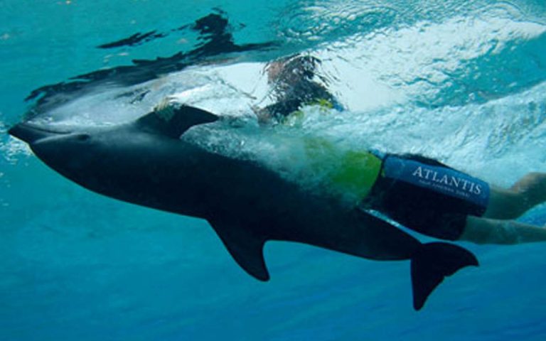 Dolphin Bay by Atlantis Dubai: Tickets, Timings & more - MyBayut