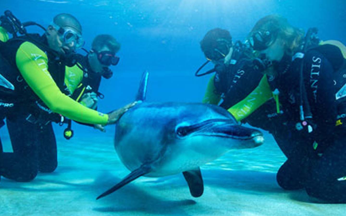 Dolphin Bay by Atlantis Dubai: Tickets, Timings & more - MyBayut