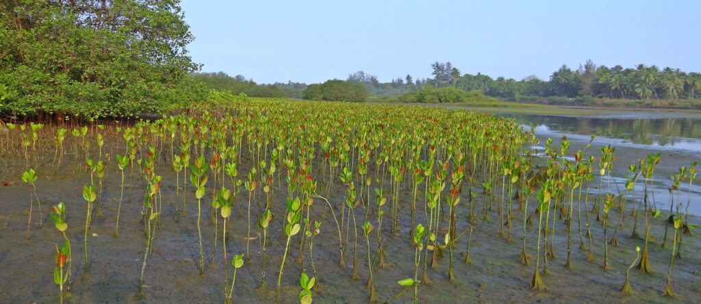 Everything You Need to Know About the Dubai Mangrove Forest - MyBayut