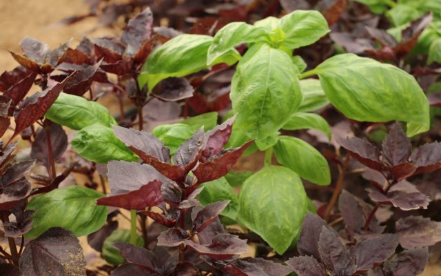 Organic Farms in Abu Dhabi: Gracia, Al Rahba & More - MyBayut