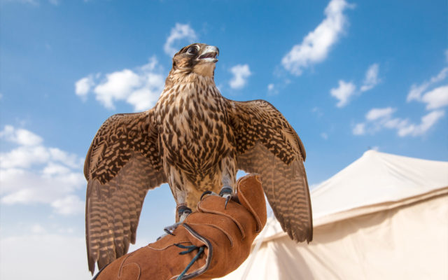 A List of All the National Symbols of the UAE – MyBayut