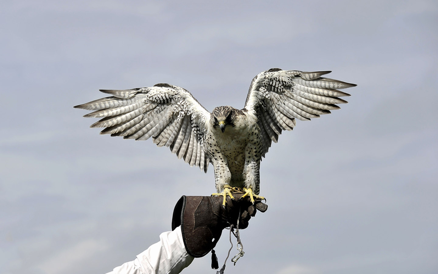 Falconry - One of the UAE's Oldest Traditions - MyBayut
