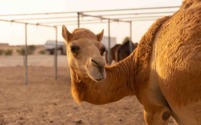 Top Farms in Dubai to Visit: Emirates, Camelicious & more - MyBayut