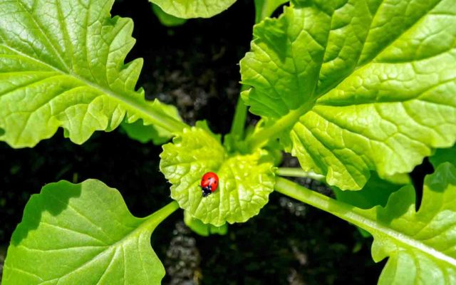 Top Farms in Dubai to Visit: Emirates, Camelicious & more - MyBayut