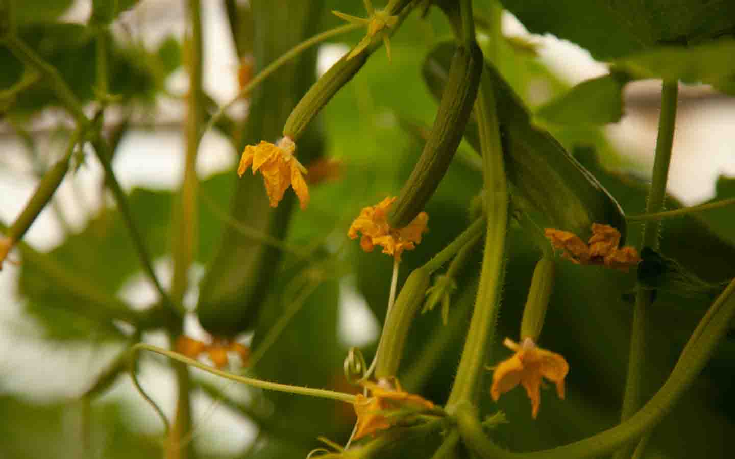 Top Farms in Dubai to Visit: Emirates, Camelicious & more - MyBayut