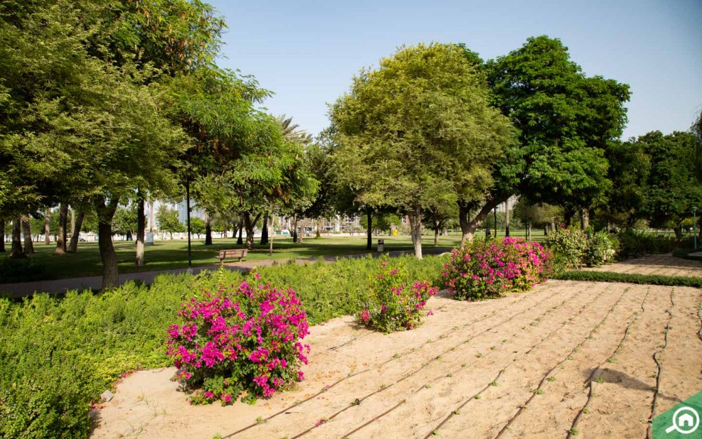 Things to do in Safa Park: Rides, Dubai Canal & more - MyBayut