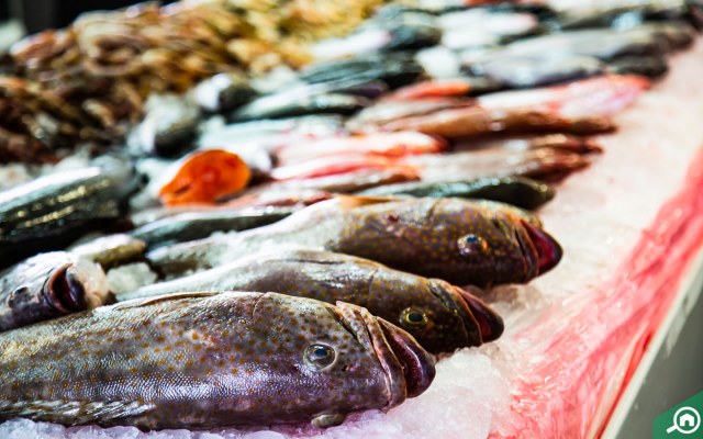 All about Jumeirah Fish Market: Timings, Location & more - MyBayut