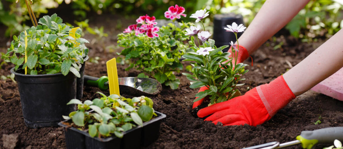 Best UAE Garden Plants for Summer and Winter - MyBayut