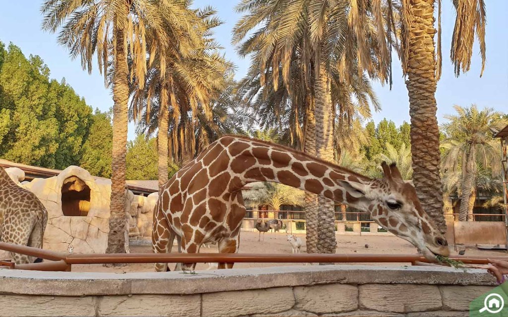 Emirates Park Zoo & Resort: Tickets, Opening Hours & More - MyBayut