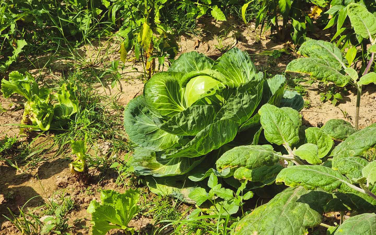 All About Green Heaven Farm and Camping in Sharjah - MyBayut