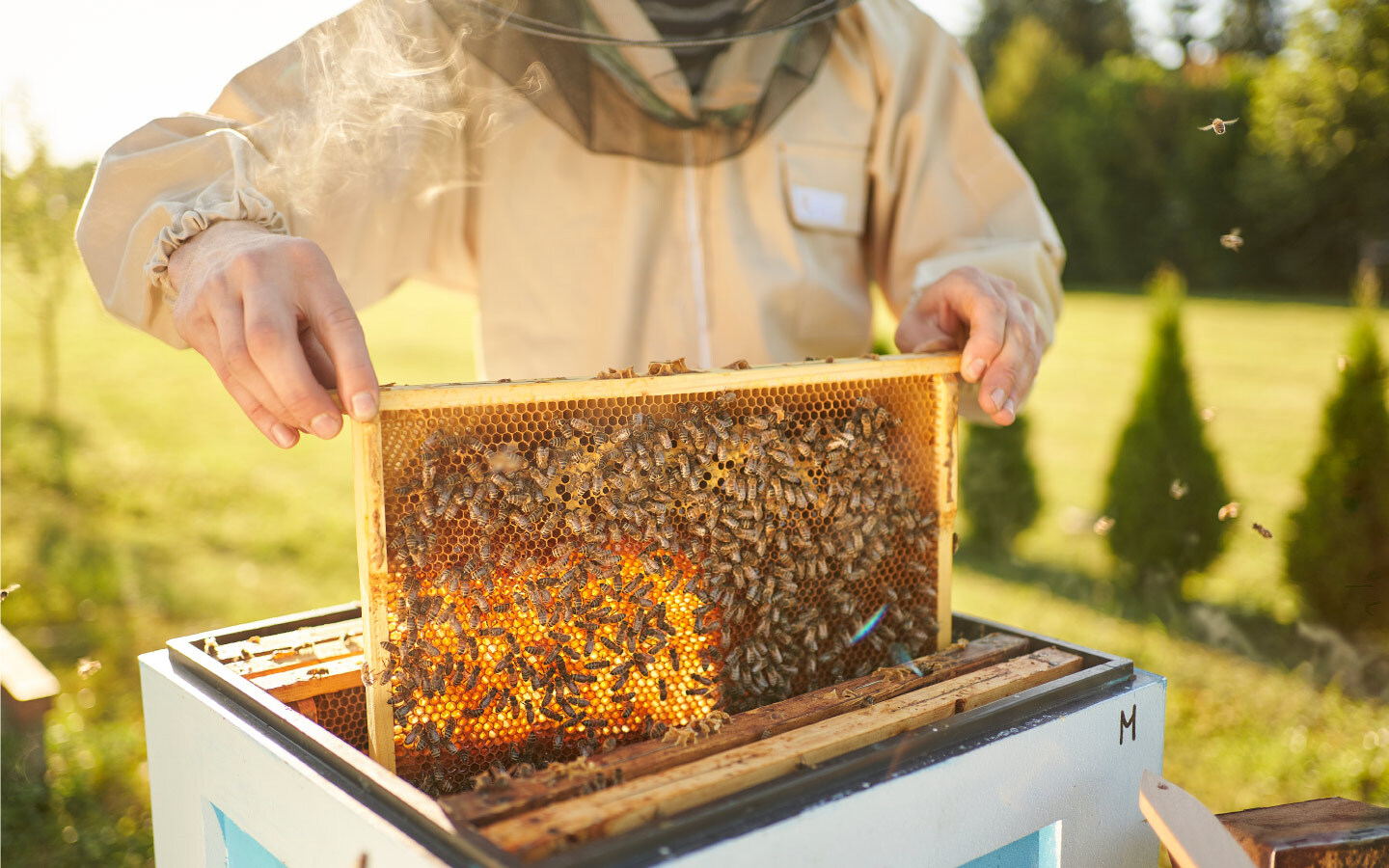 حديقة النحل في حتا دبي: الأنشطة، أوقات العمل، التواصل والمزيد | ماي بيوت