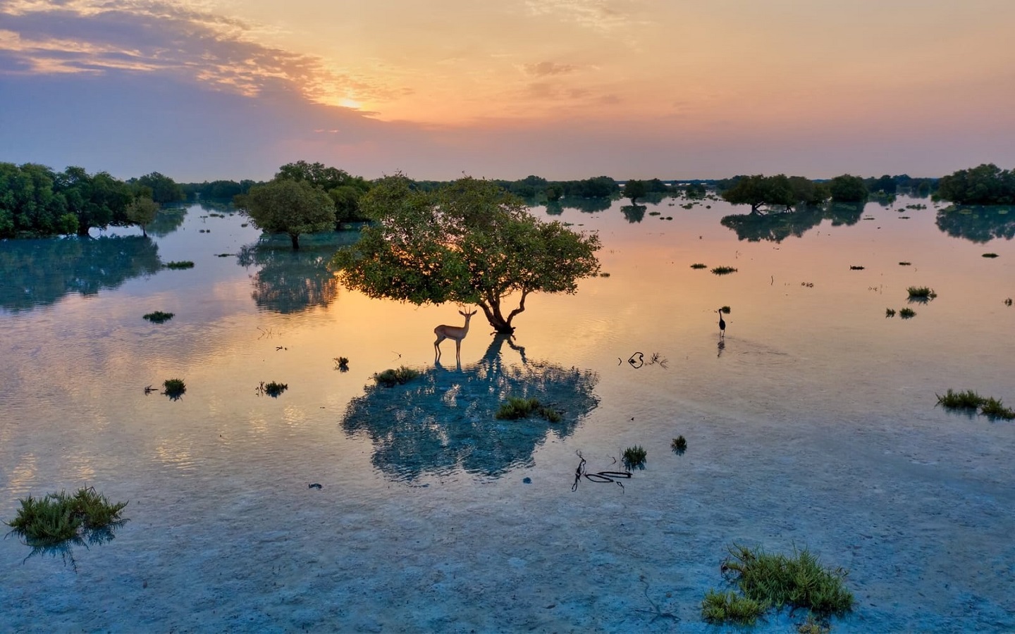 Jubail Mangrove Park Abu Dhabi Broadwalk Kayaking More MyBayut Jubail Mangrove Park Abu Dhabi Broadwalk Kayaking More MyBayut