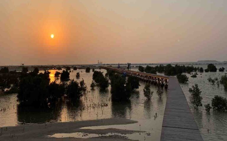 Everything You Need to Know About the Dubai Mangrove Forest - MyBayut