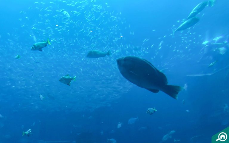 All about Al Mirfa Beach: Camping, Hotel & more - MyBayut