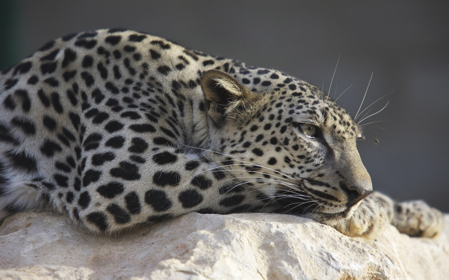 Dangerous Animals in the UAE: Scorpions, Snakes & More - MyBayut