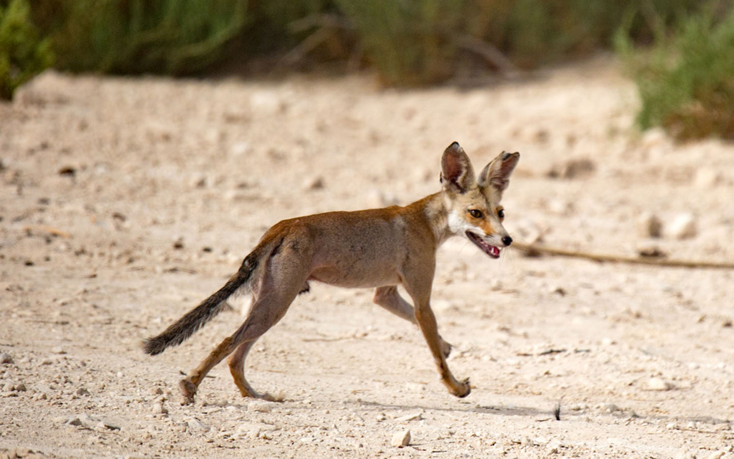 Dangerous Animals in the UAE: Scorpions, Snakes & More - MyBayut