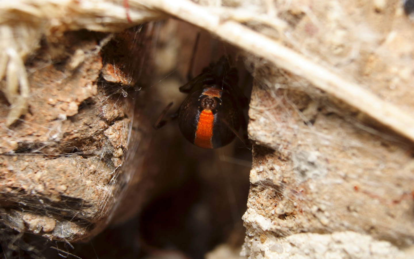 Dangerous Animals in the UAE: Scorpions, Snakes & More - MyBayut